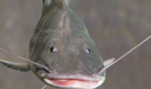 Amazon's Giant: Unraveling the Epic Migration of the Dorado - Ocean ...